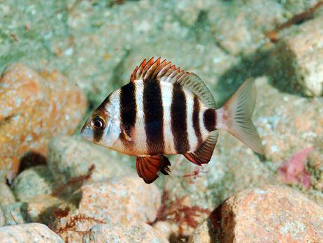 Diplodus cervinus - Alchetron, The Free Social Encyclopedia