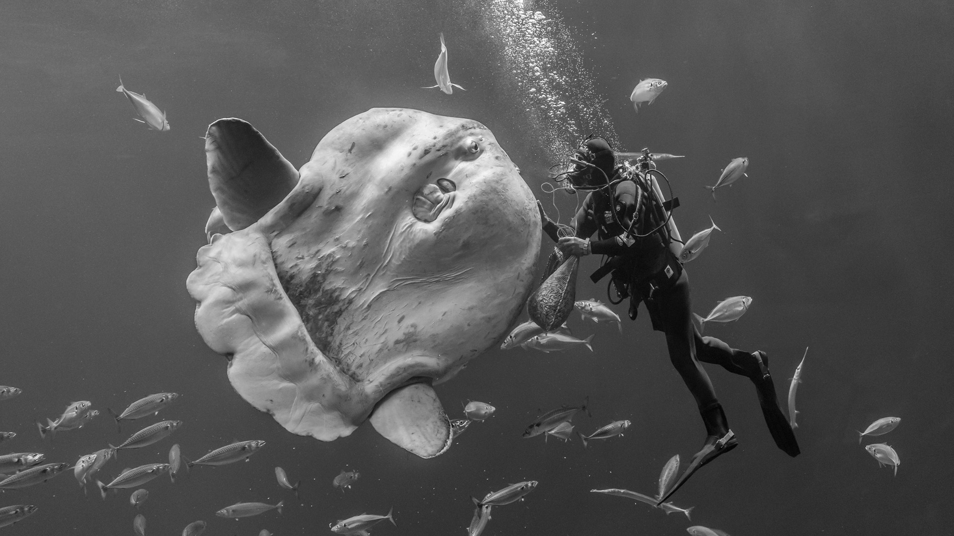 Flying Sharks