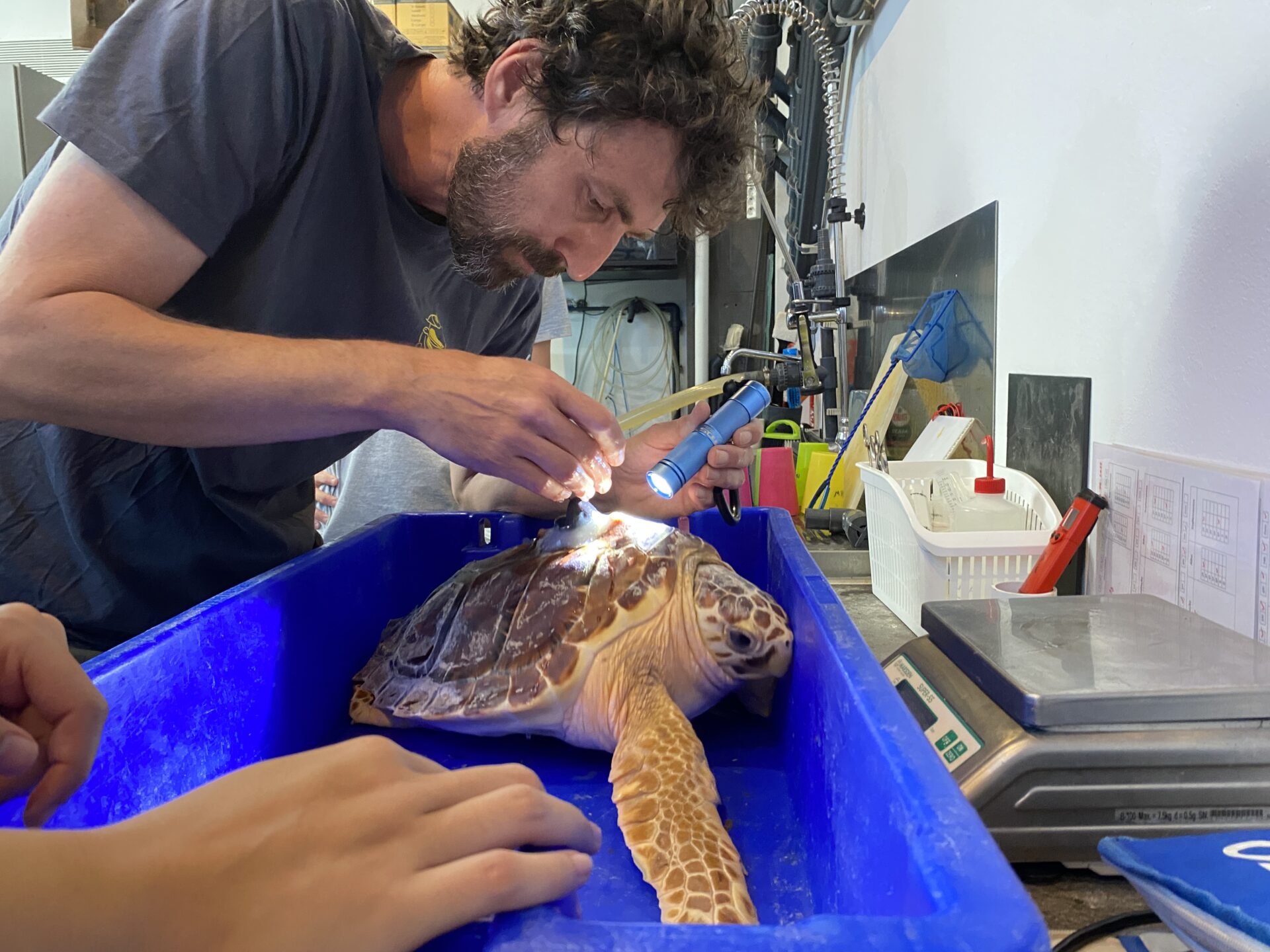 Sea-turtles a'plenty - Flying Sharks